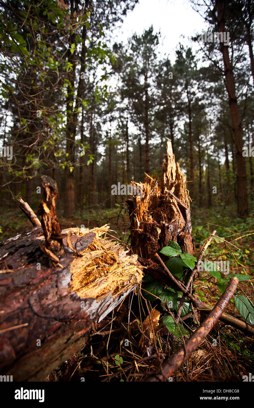 Fallen tree with split bark & wood Stock Photo - Alamy