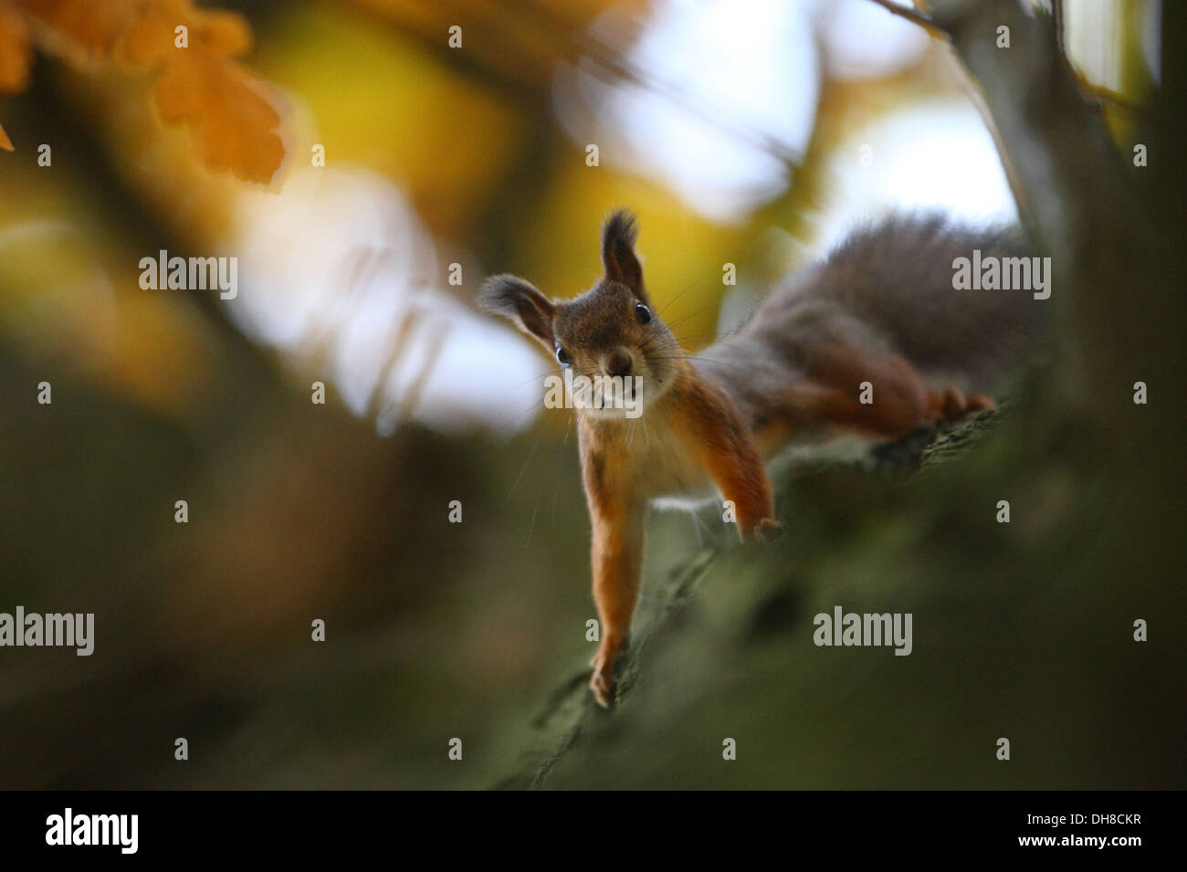Wild Red squirrel (Sciurus vulgaris) climbing on the oak tree Stock ...