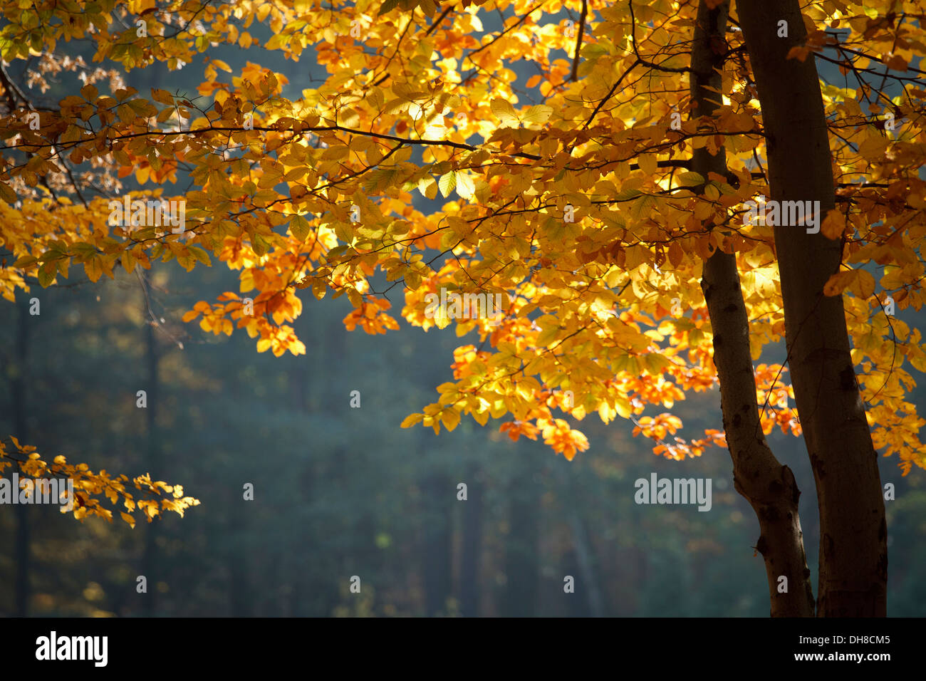 Park autumn fall background hi-res stock photography and images - Alamy