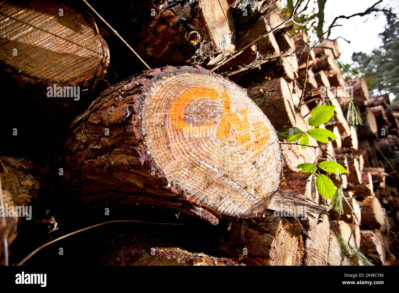Stack of tree logs ready for chipping Stock Photo - Alamy