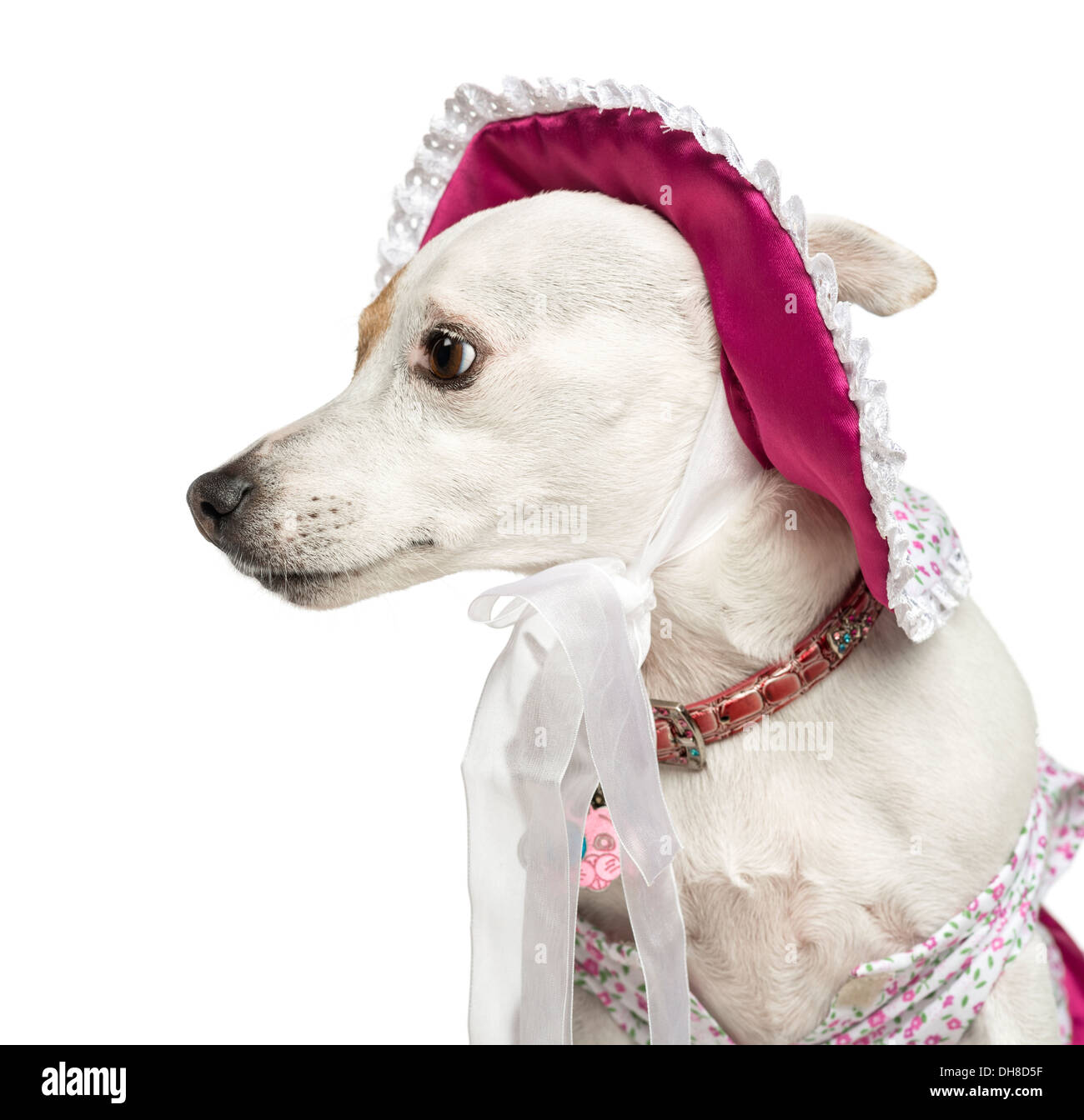 Jack russell hat hi-res stock photography and images - Alamy