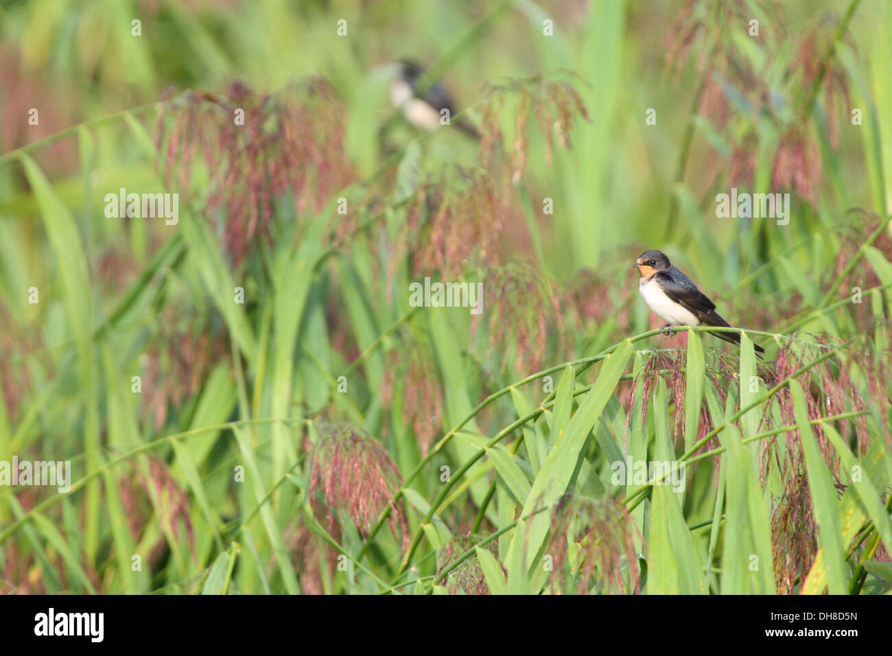 Barn swallows hirundo rustica hi-res stock photography and images - Alamy