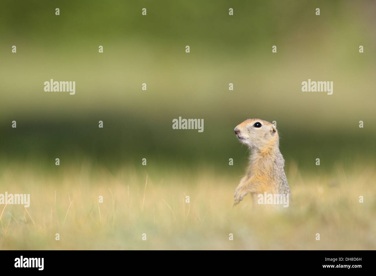 Long-tailed Ground Squirrel (Spermophilus undulatus), Baikal, Siberia ...