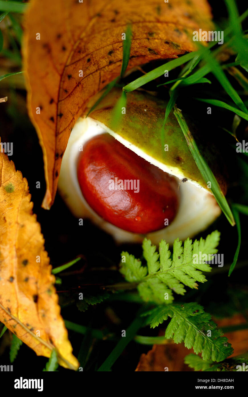 Seed casing hi-res stock photography and images - Alamy