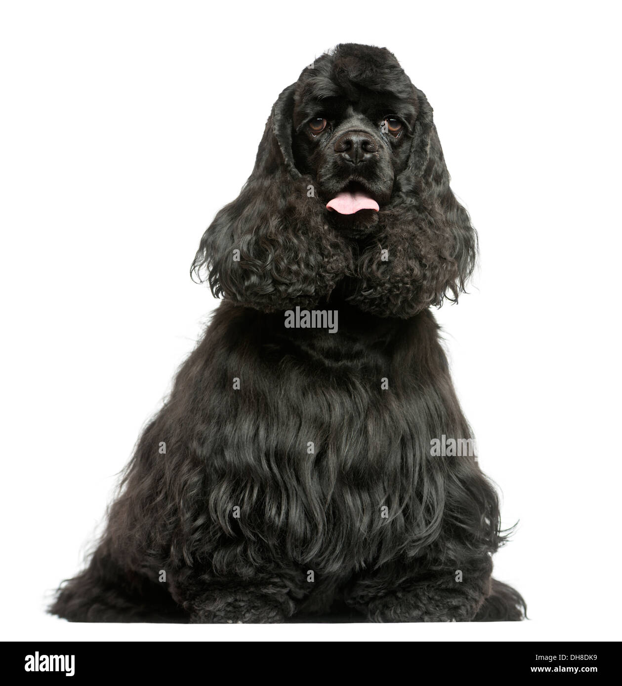 English Cocker Spaniel sitting, panting against white background Stock ...