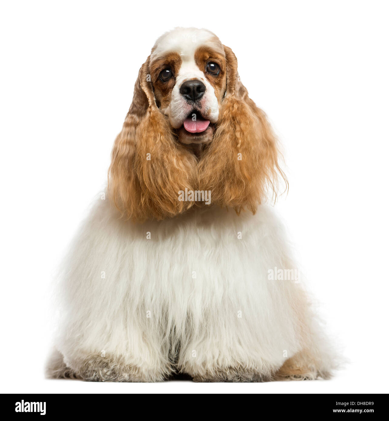 Front view of an American Cocker Spaniel, panting, sitting against ...