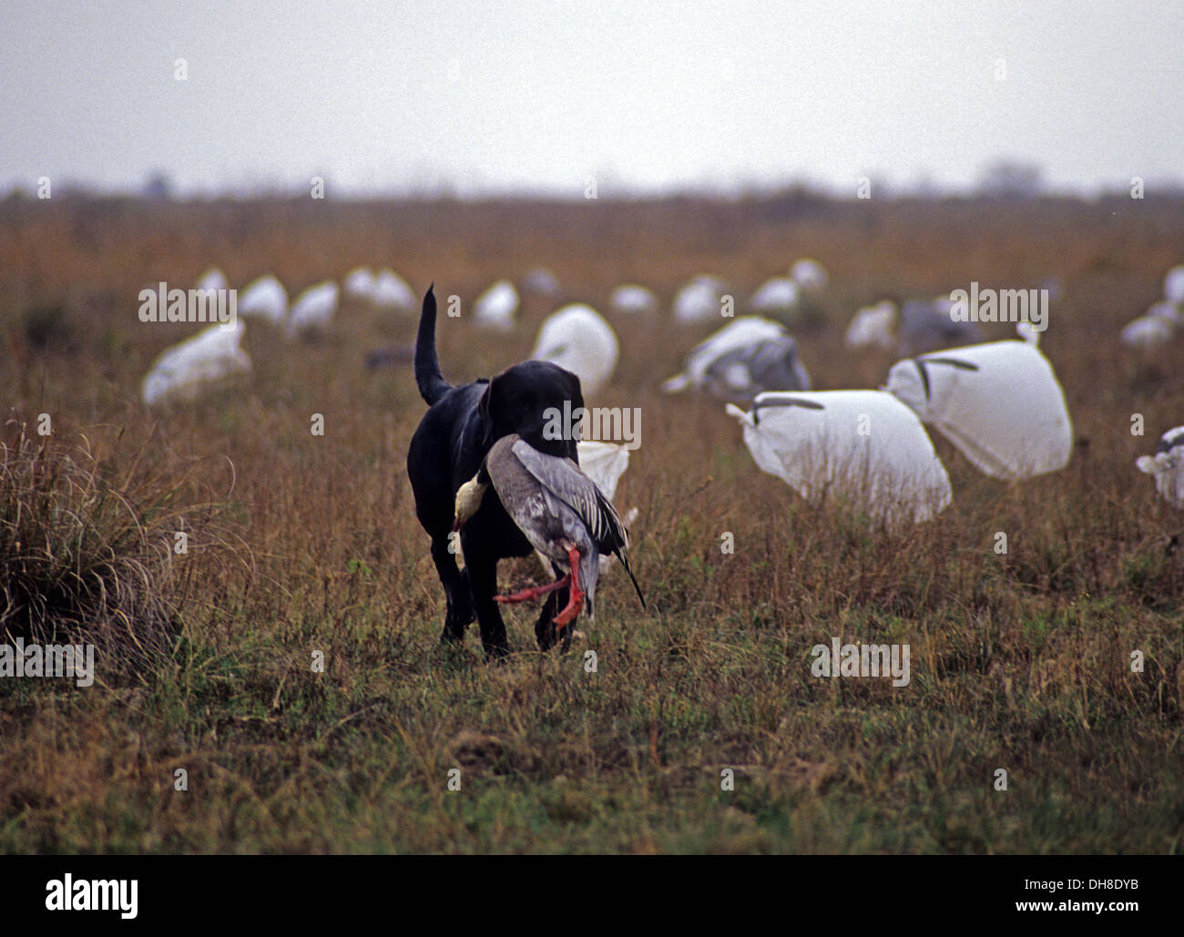 Black Labrador Retriever dog fetching a blue phase snow goose (Chen ...