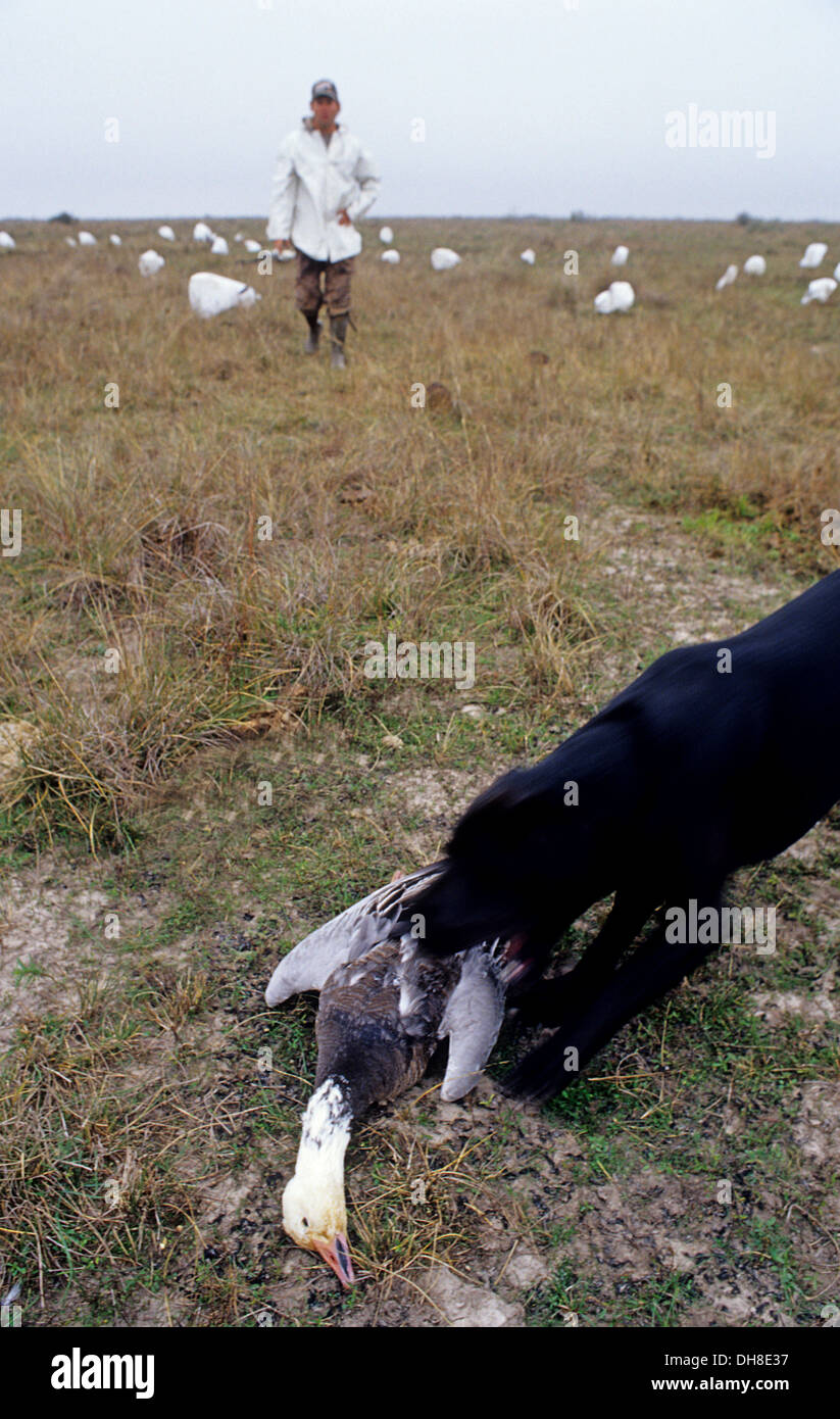 Black Labrador Retriever dog fetching a blue phase snow goose (Chen ...