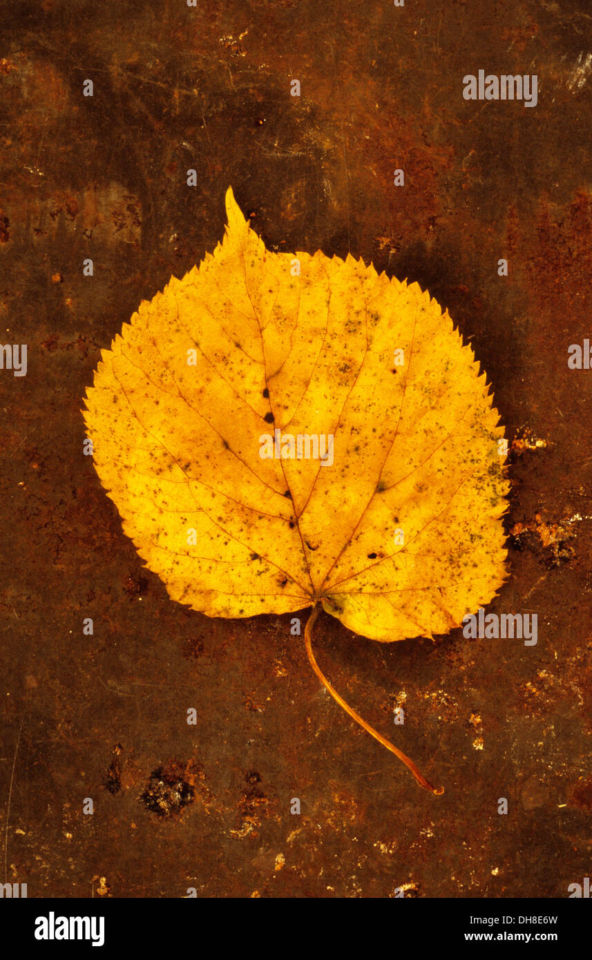 Lime tree, Tilia x europaea. Studio shot of yellow autumn leaf of ...