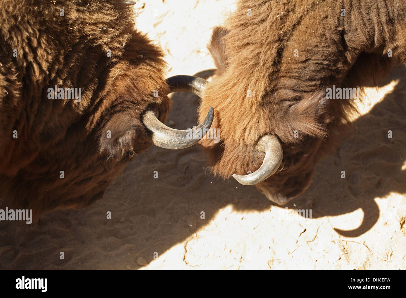 European bison (wisent), Bison bonasus. Location: Wisent reserve Lovce ...