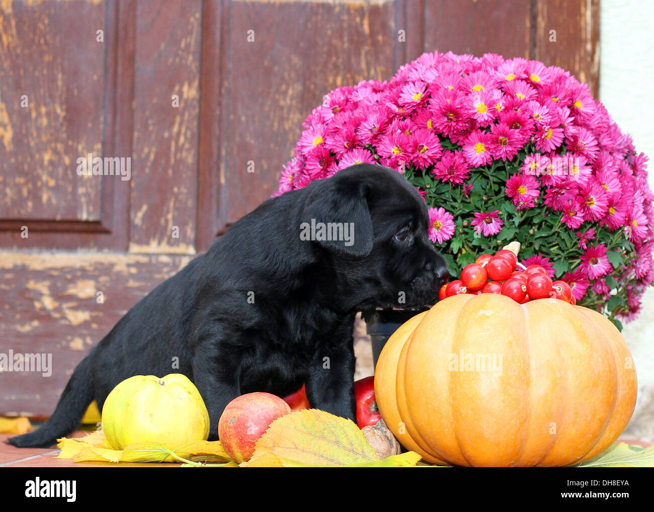 black labrador puppy sitting in autumn with leaves Stock Photo - Alamy