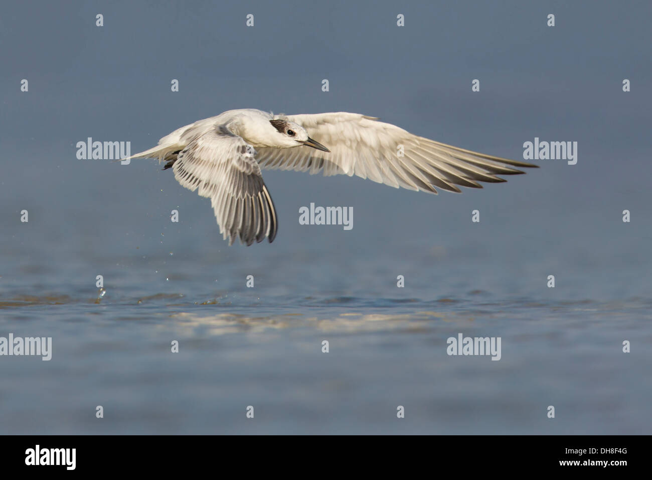 Sandwich Tern (Thalasseus sandvicensis) in flight - Fort Desoto ...