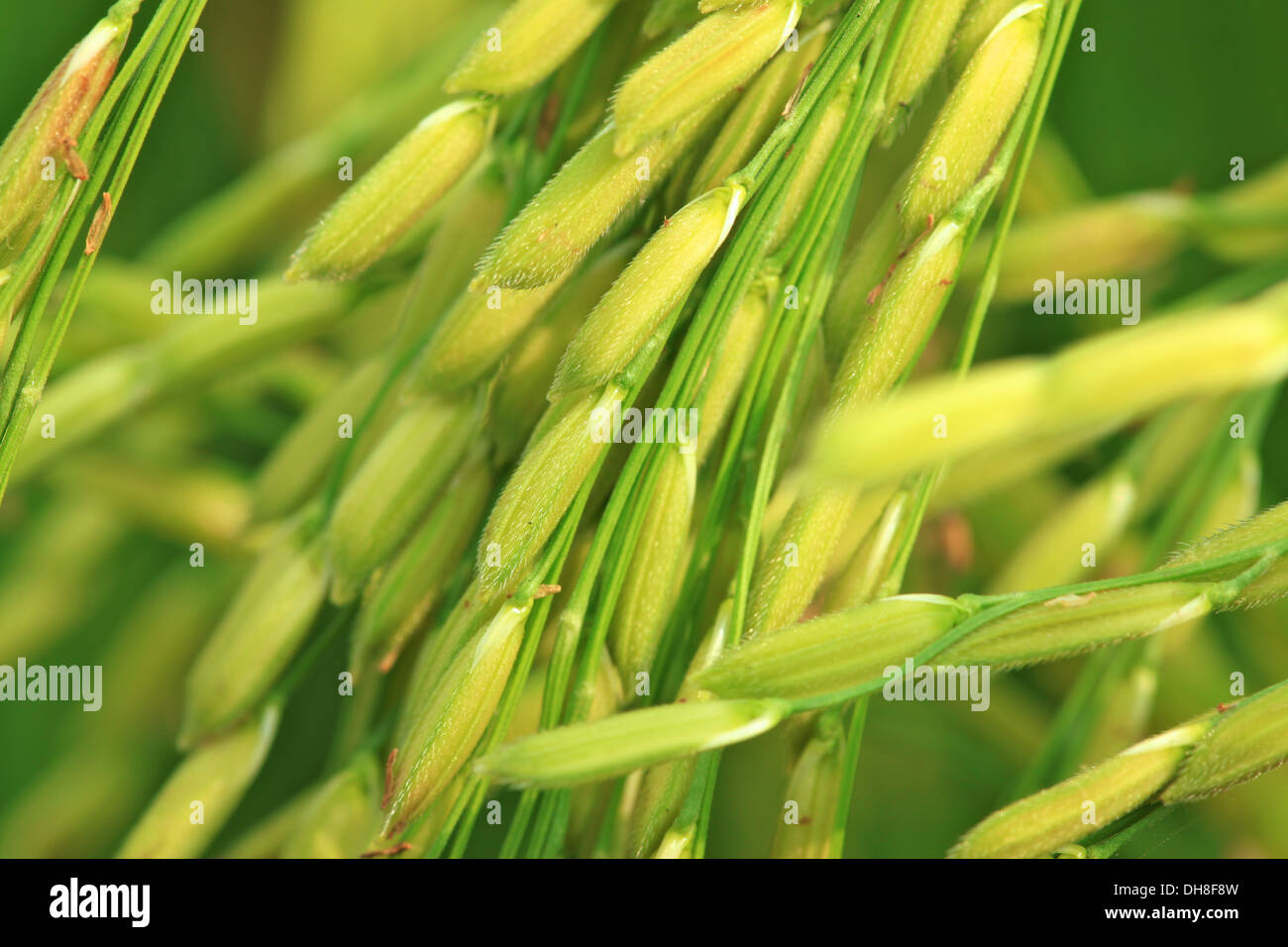 Rice Farm, Jusmine Rice Stock Photo - Alamy