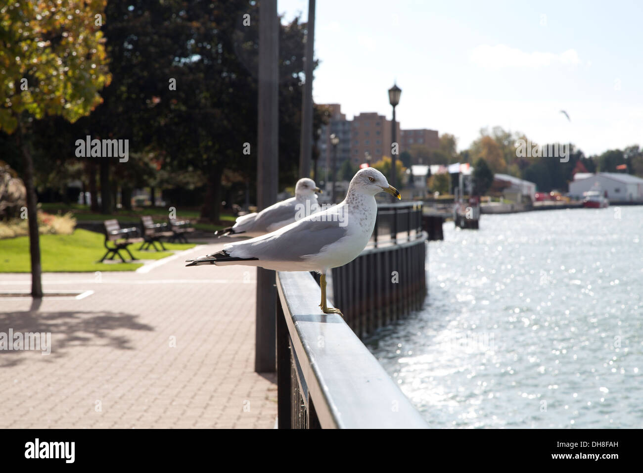 Riverside bird hi-res stock photography and images - Alamy