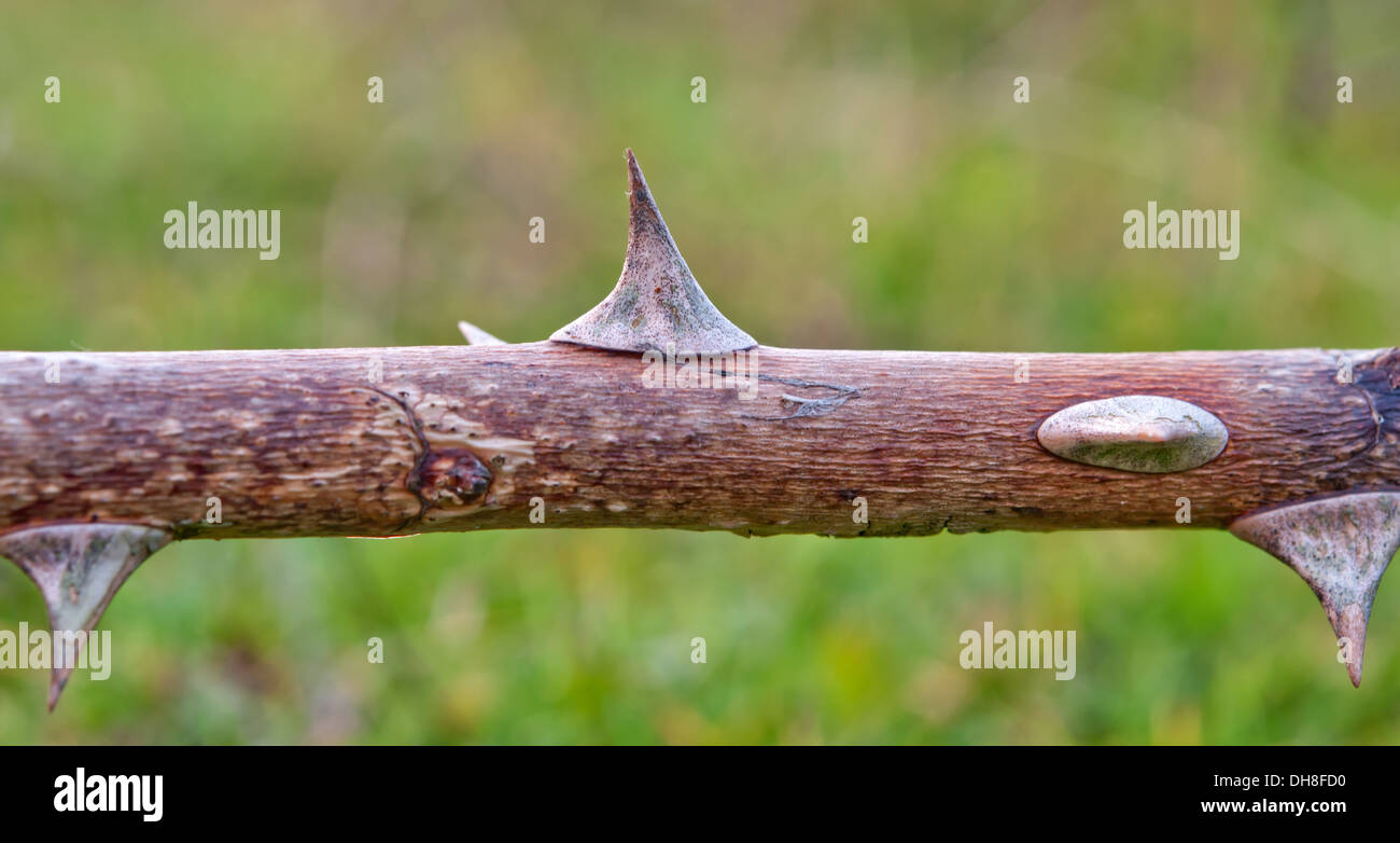 Spines and prickles hi-res stock photography and images - Alamy