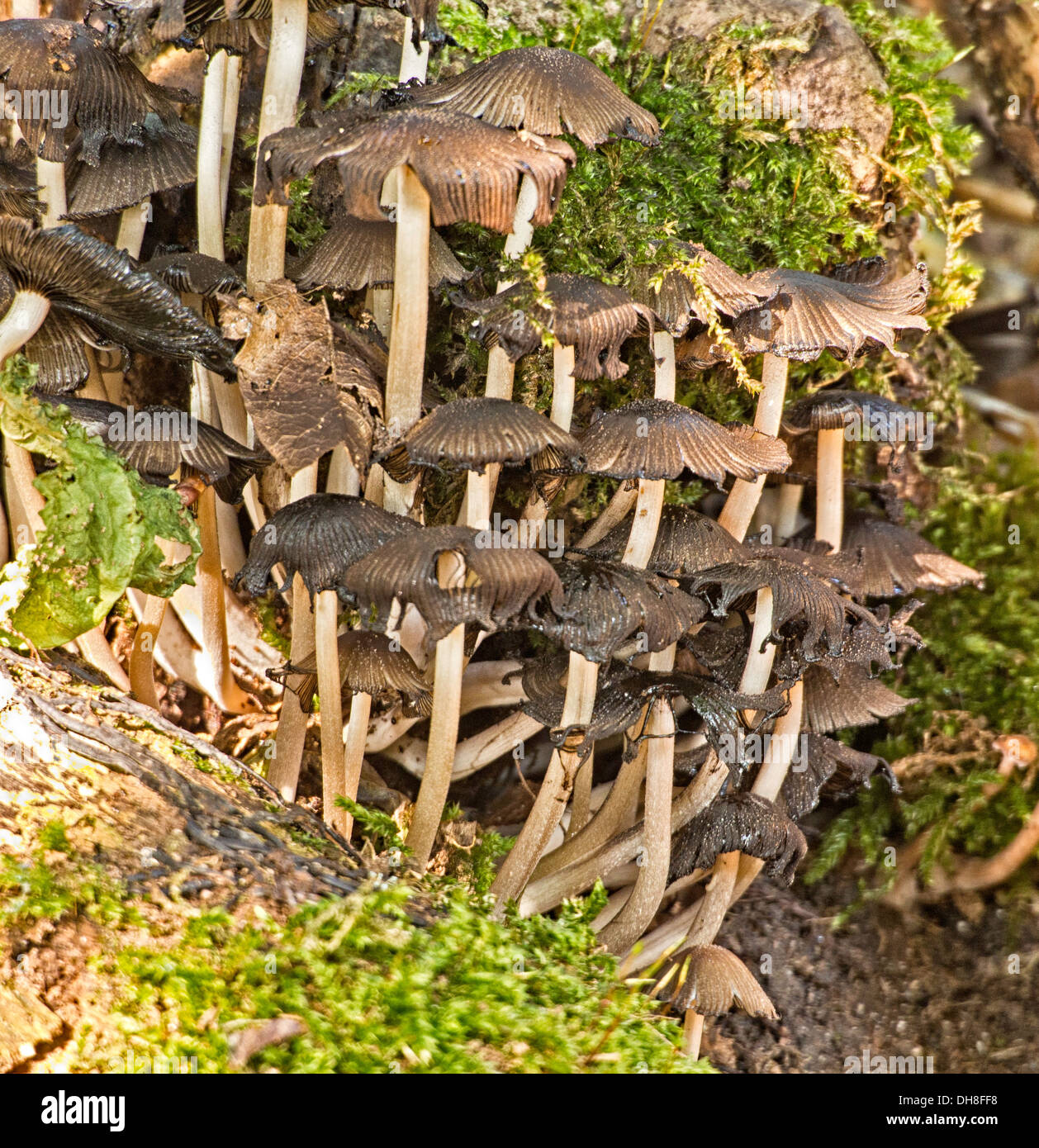 Hygrophore hi-res stock photography and images - Alamy