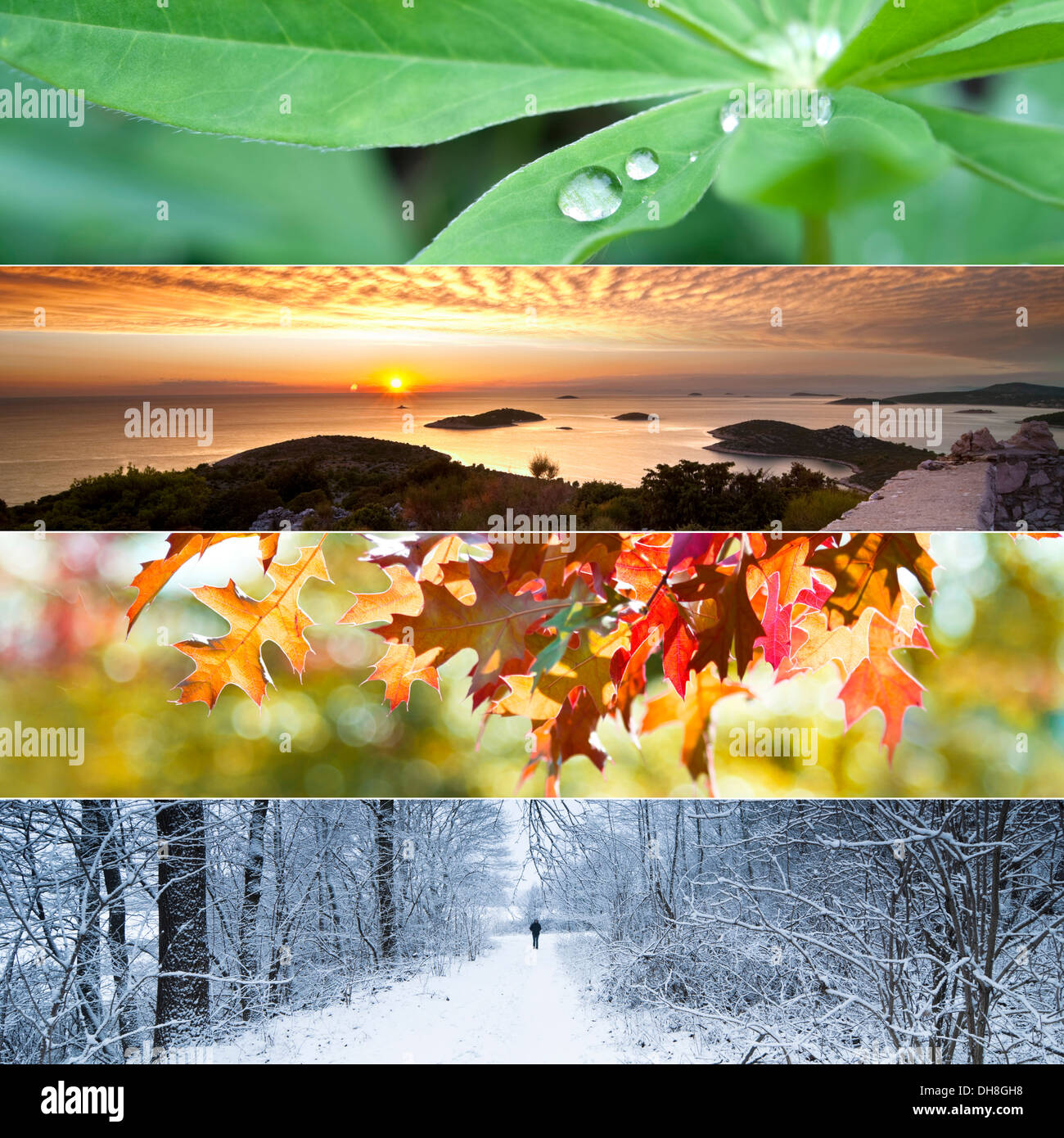 Four seasons concept with leaves, sunset view, autumn leaves and winter ...