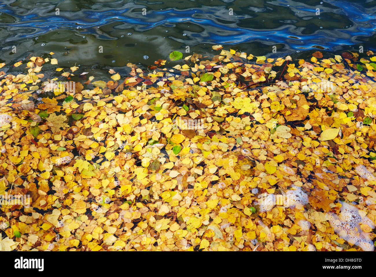 Maple lake park hi-res stock photography and images - Alamy