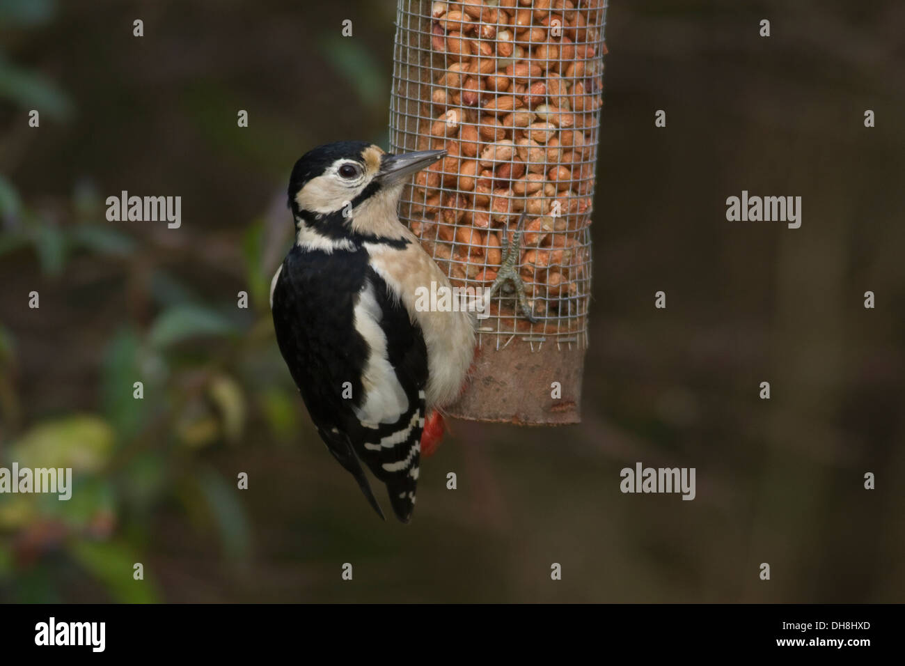 Feeding on peanuts hi-res stock photography and images - Alamy