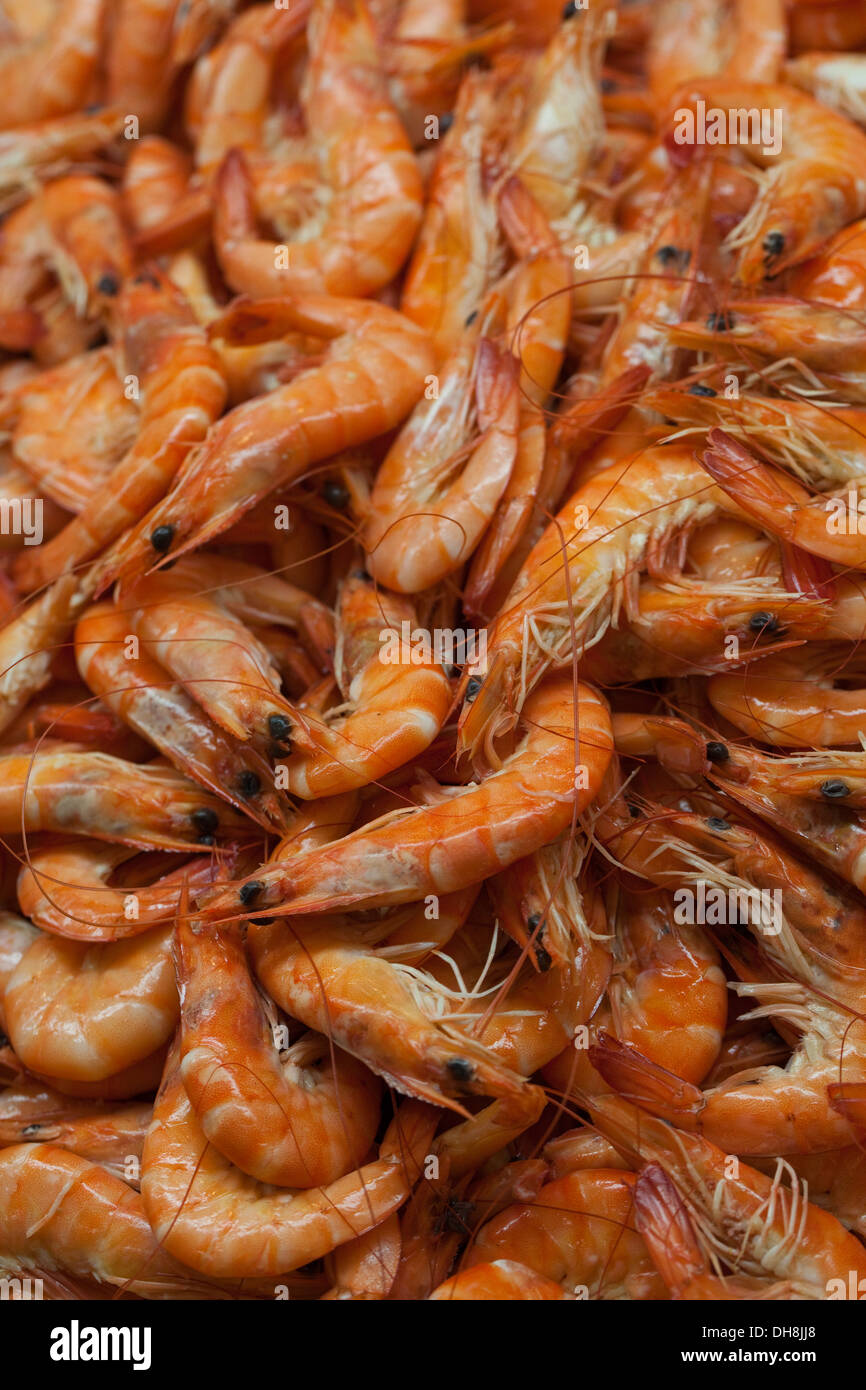 Invertebrates fish hi-res stock photography and images - Alamy