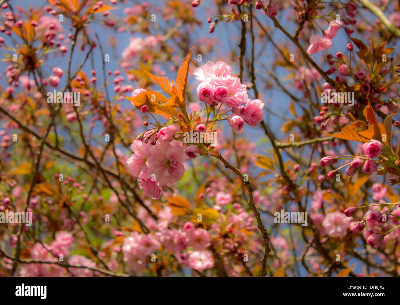 Perfect spring day hi-res stock photography and images - Alamy