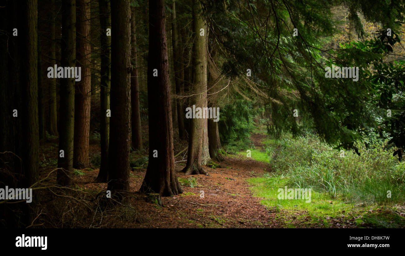 Dark woods hi-res stock photography and images - Alamy