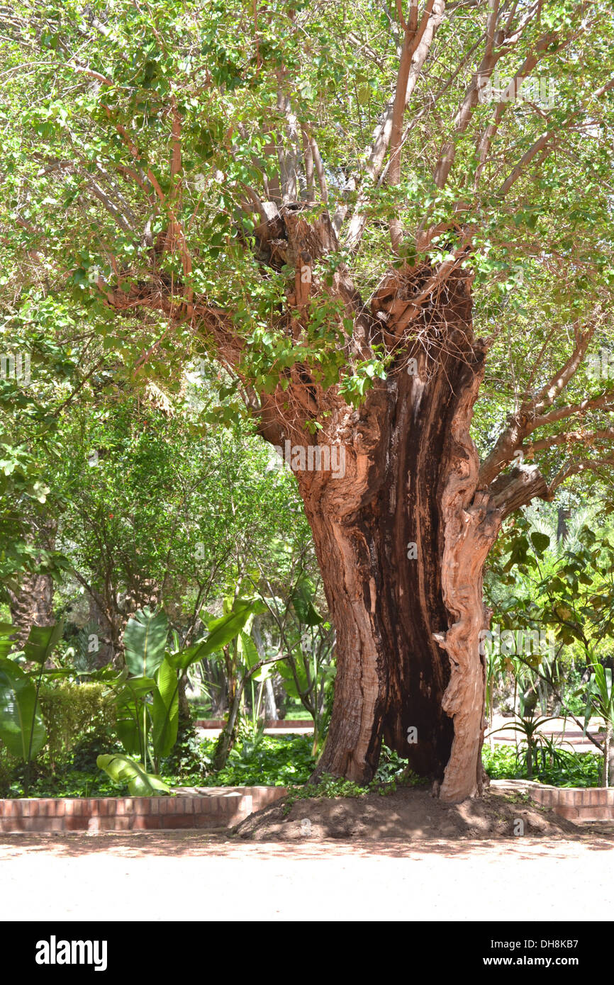 A tree split in half in the park in Marrakech Stock Photo - Alamy