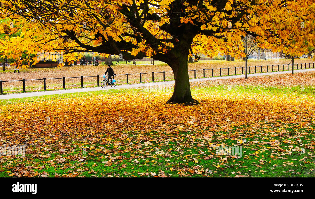 Brightly colored tree in autumn at London Hyde Park with a man riding a ...