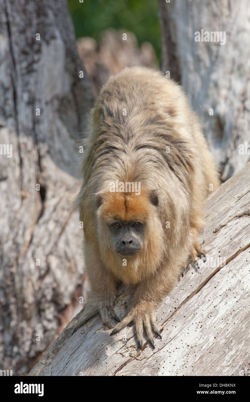 Black and gold howlers hi-res stock photography and images - Alamy
