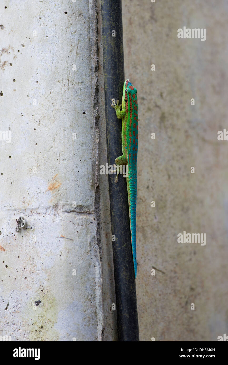 Mauritian / Mauritius Blue Tailed Day Gecko (Phelsuma cepediana) sat ...