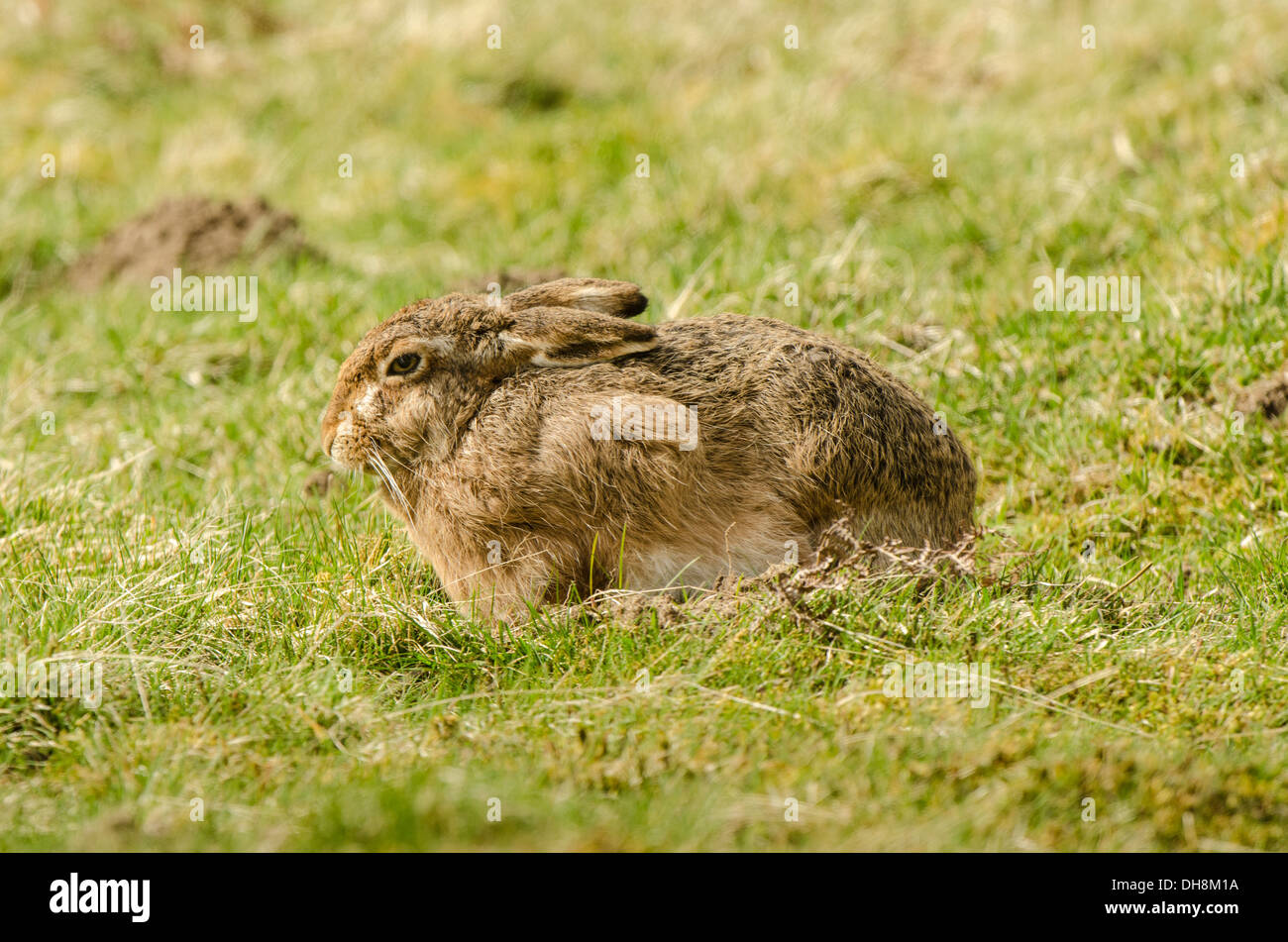 Hares form hi-res stock photography and images - Alamy