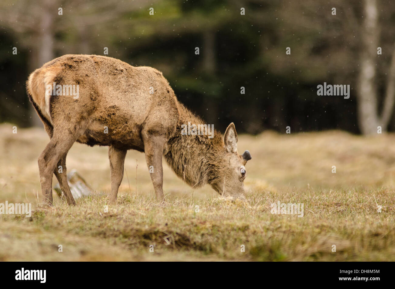 Stag in velvet, grazing Stock Photo - Alamy