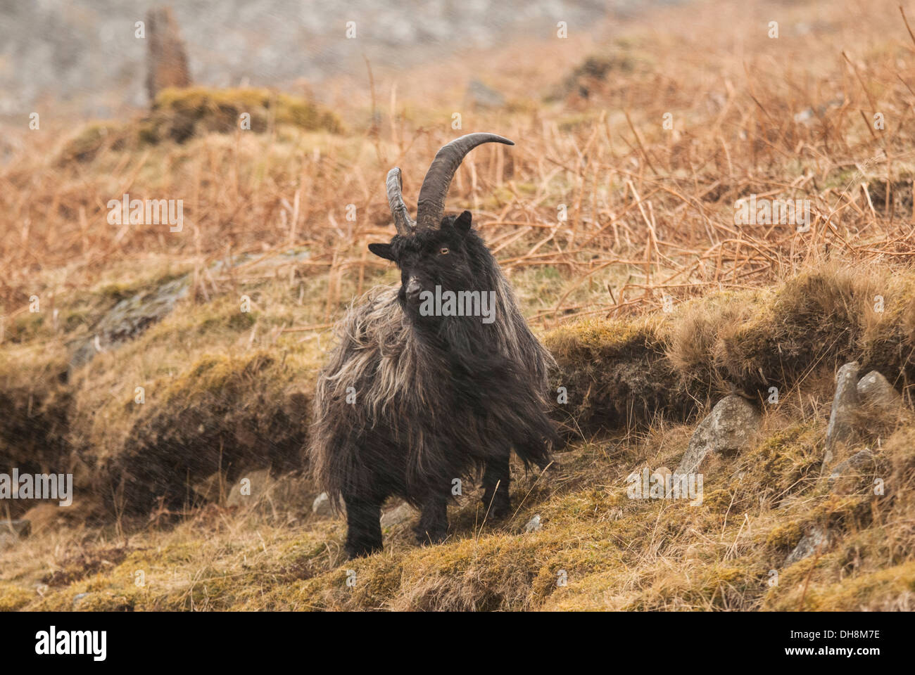Male feral goat hi-res stock photography and images - Alamy