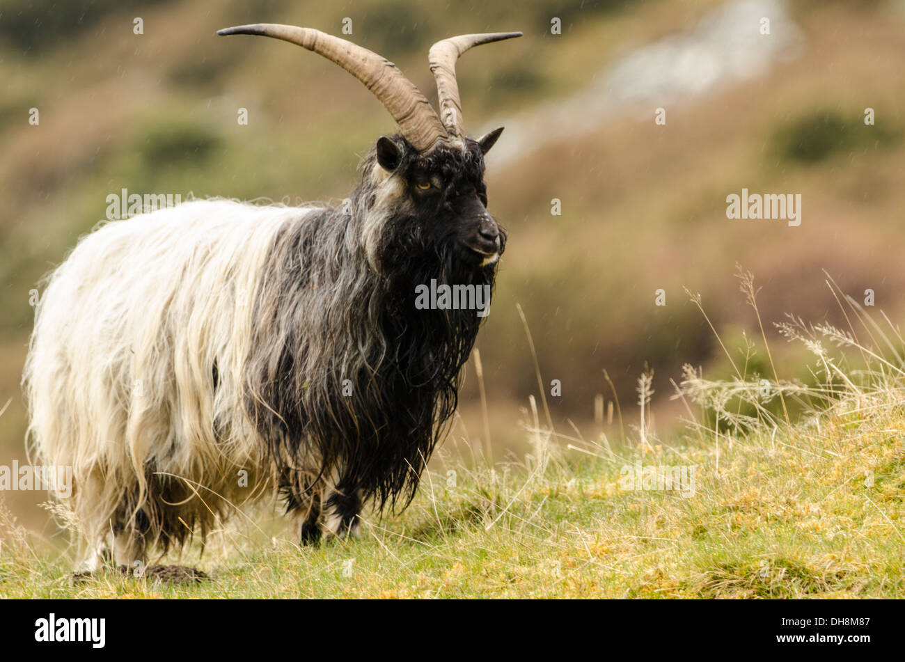 Male feral goat hi-res stock photography and images - Alamy