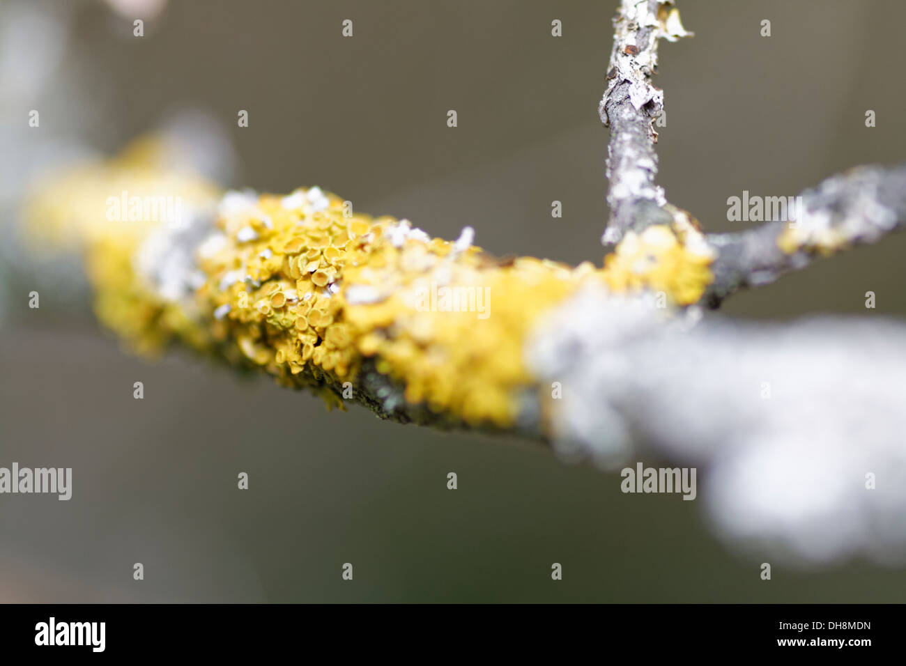 Yellow lichen growing on tree hi-res stock photography and images - Alamy