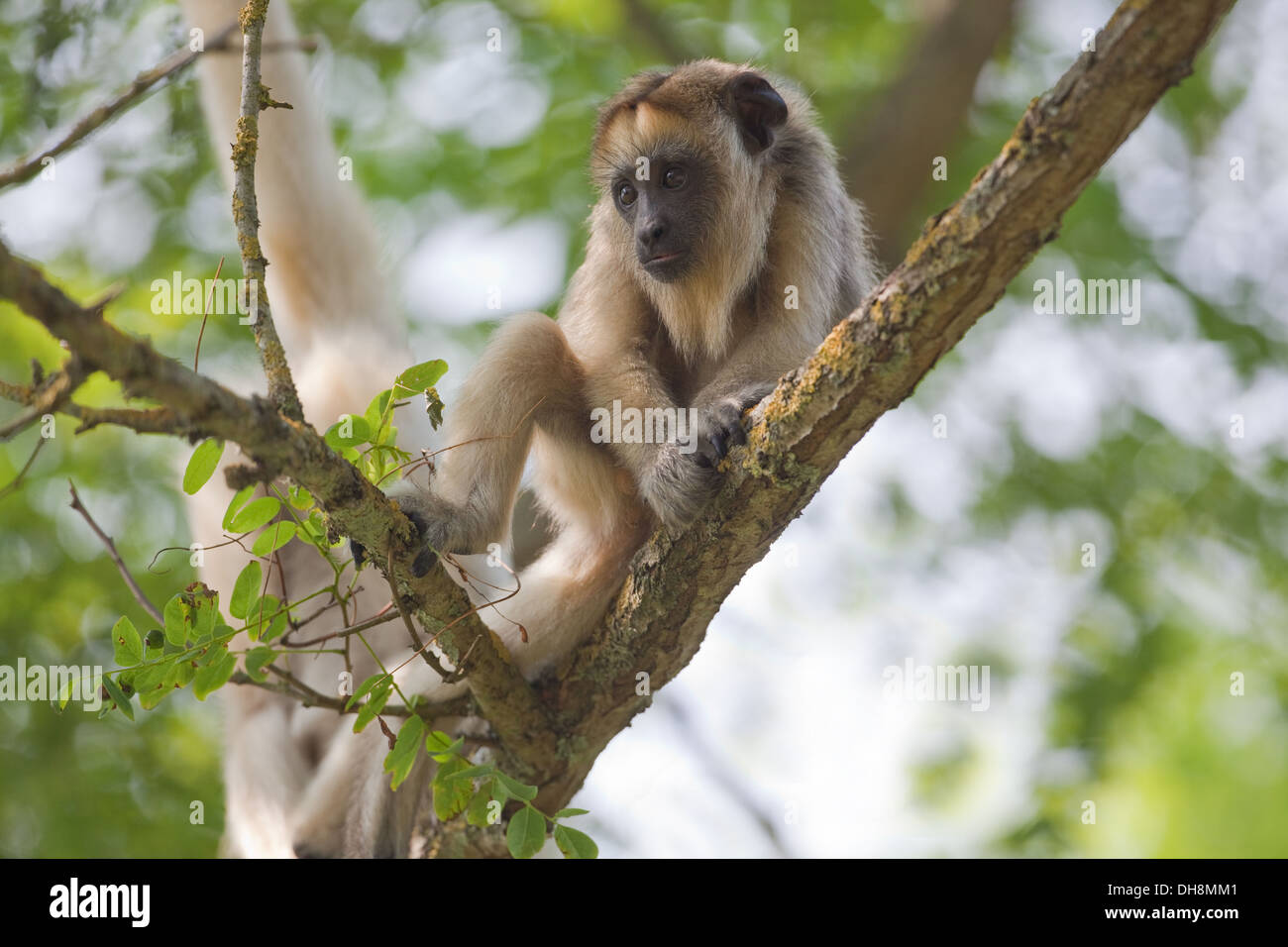 Young Black and Gold Howler Monkey (Aloutta curaya). Mother behind ...