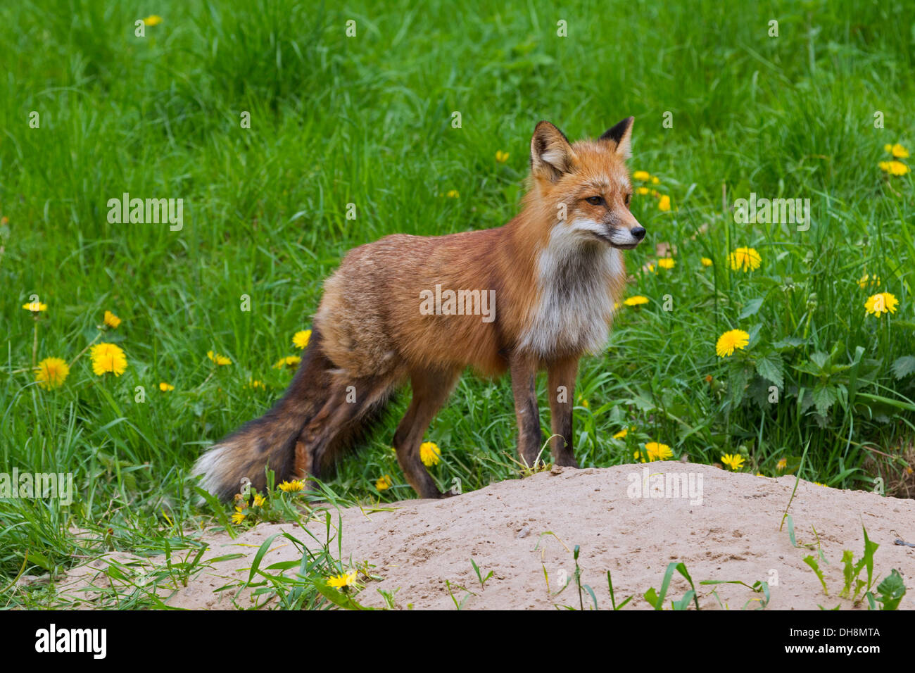 Red fox (Vulpes vulpes) at entrance of den in grassland in spring Stock ...