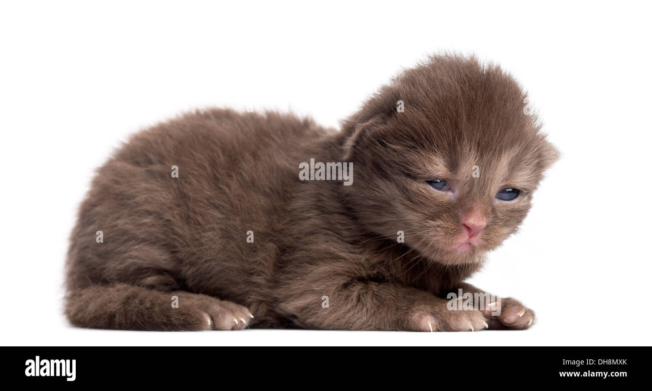 Side view of a Highland fold kitten lying, 1week old, against white ...