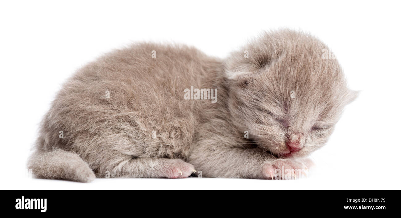 Side view of a Highland fold kitten lying, eyes closed, 1 week old ...