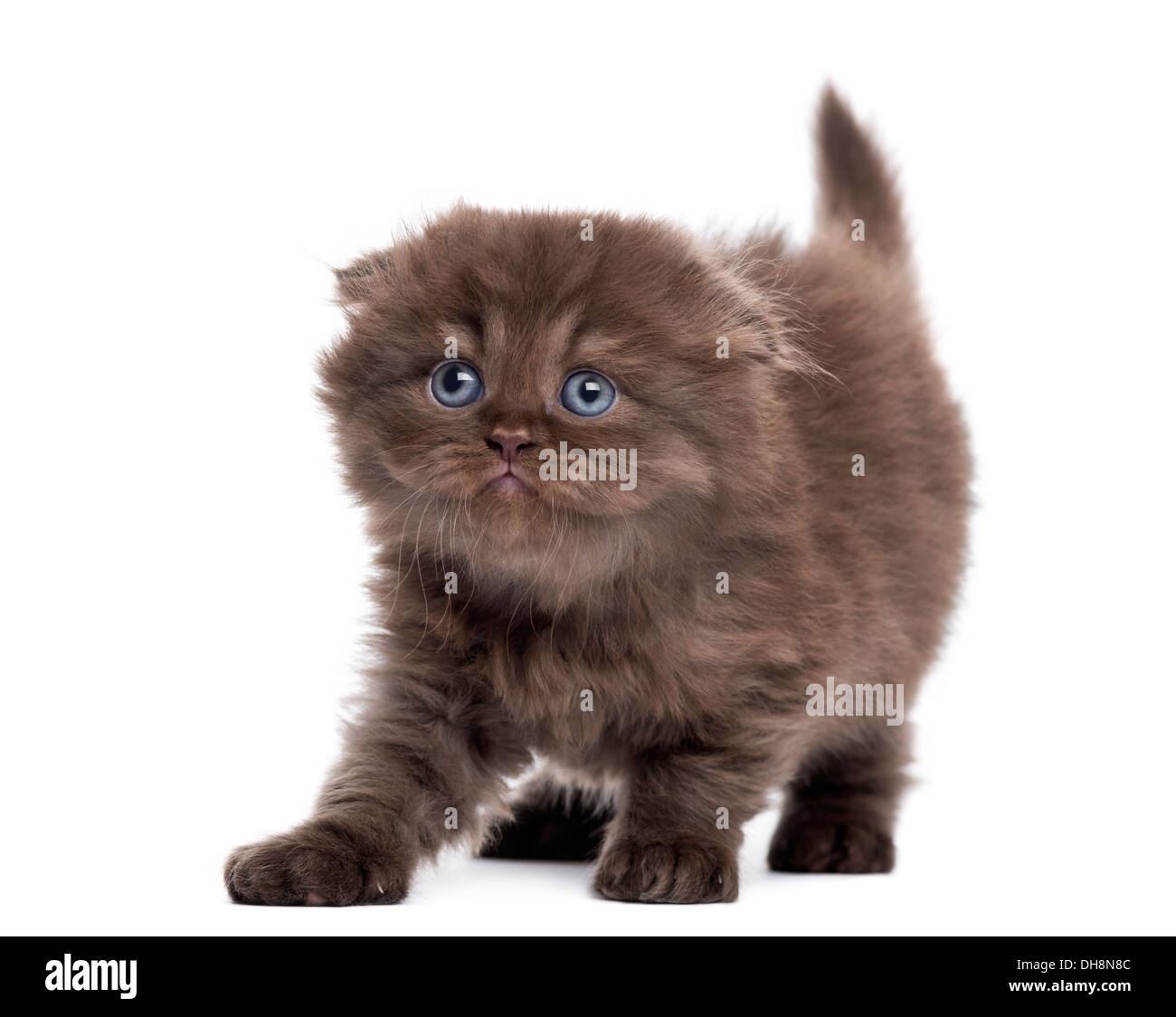 Highland fold hi-res stock photography and images - Alamy