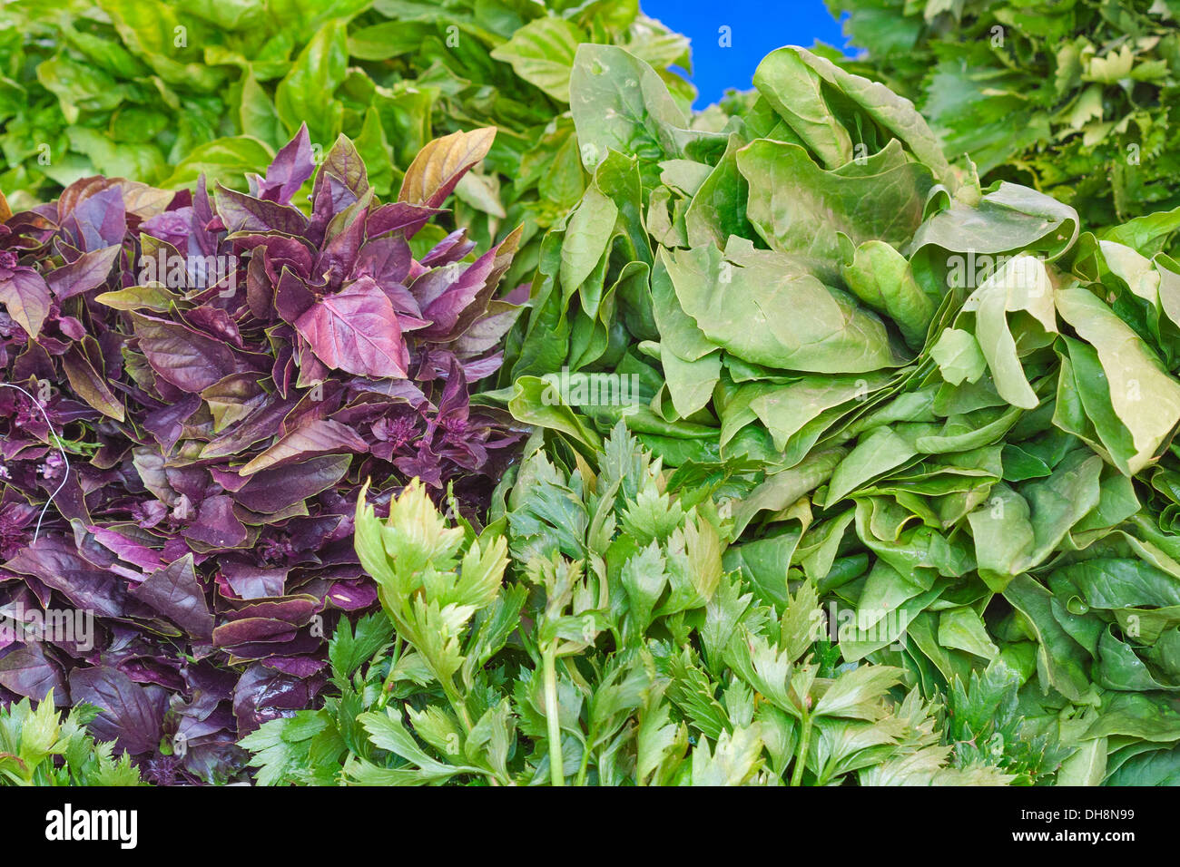Basil spinach hi-res stock photography and images - Alamy