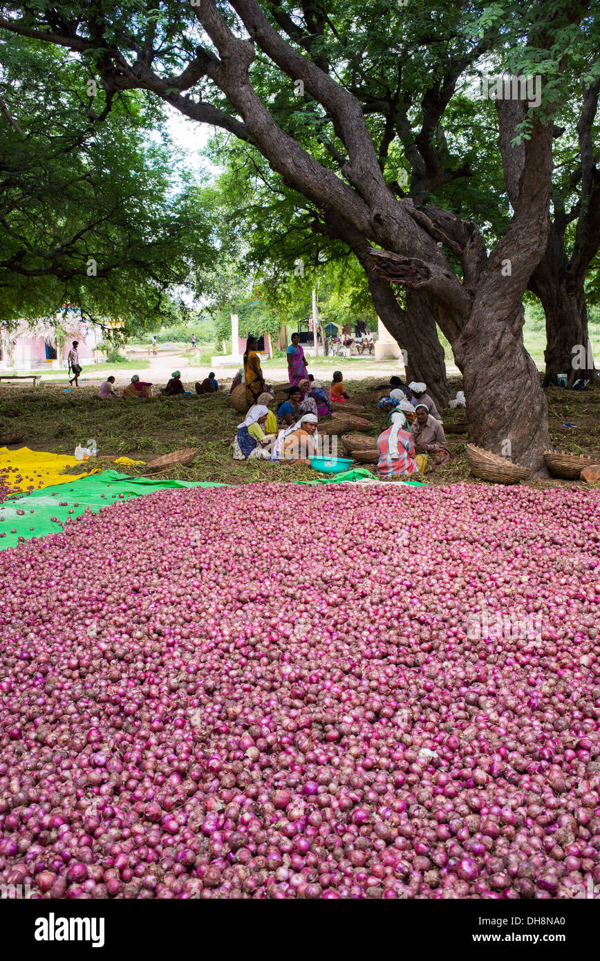 Rural Indian village women working topping and tailing harvested red ...