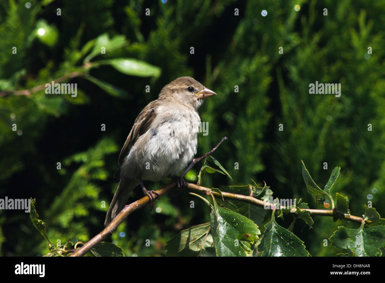 A small garden bird having a rest on a branch Stock Photo - Alamy