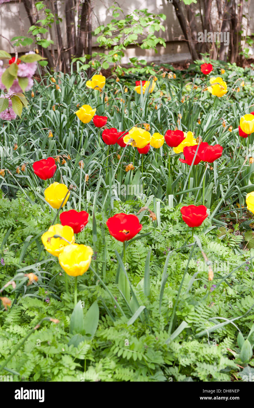 French garden tulips hi-res stock photography and images - Alamy