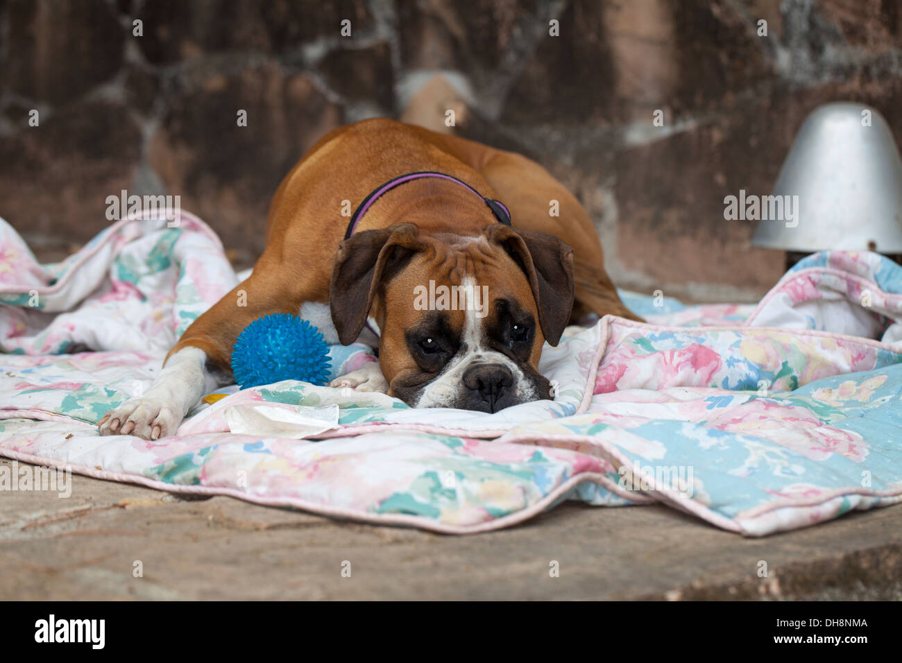 Sad face dog hi-res stock photography and images - Alamy