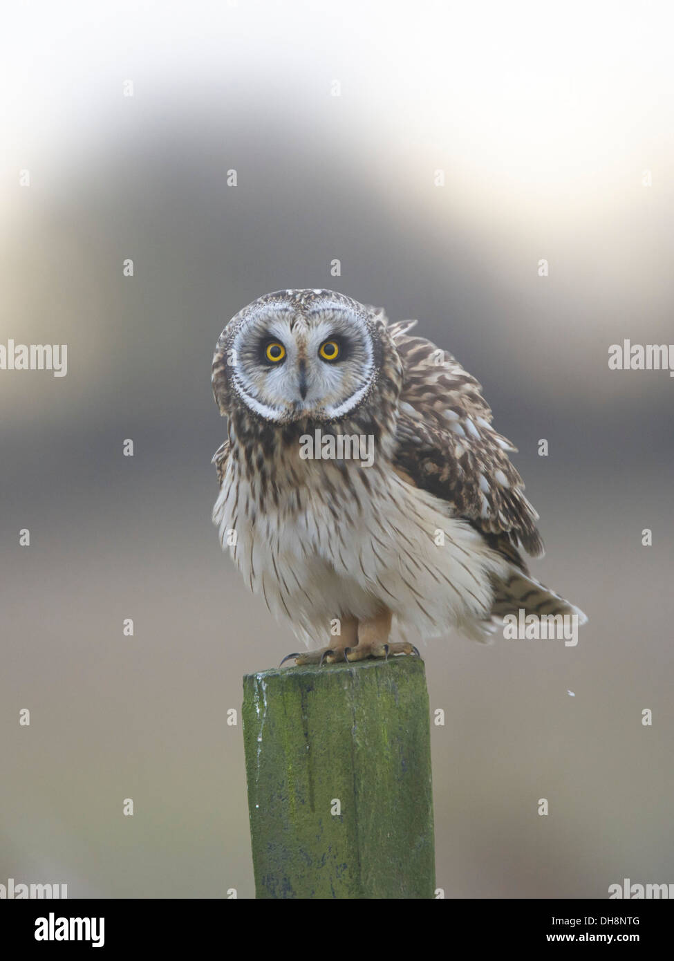 Short-eared Owl sitting on post Stock Photo - Alamy