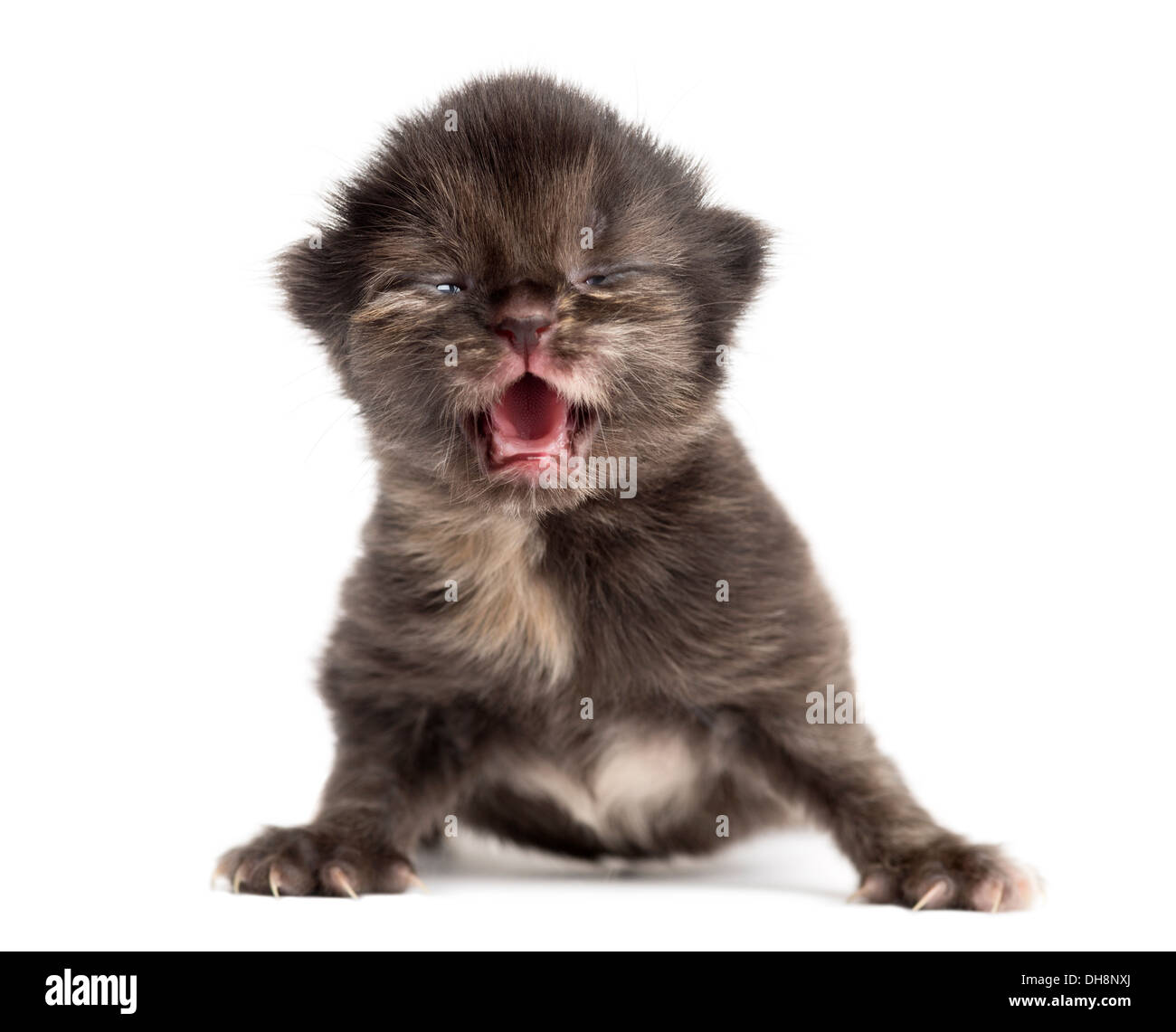 Highland fold kitten facing, meowing, 1week old, against white ...
