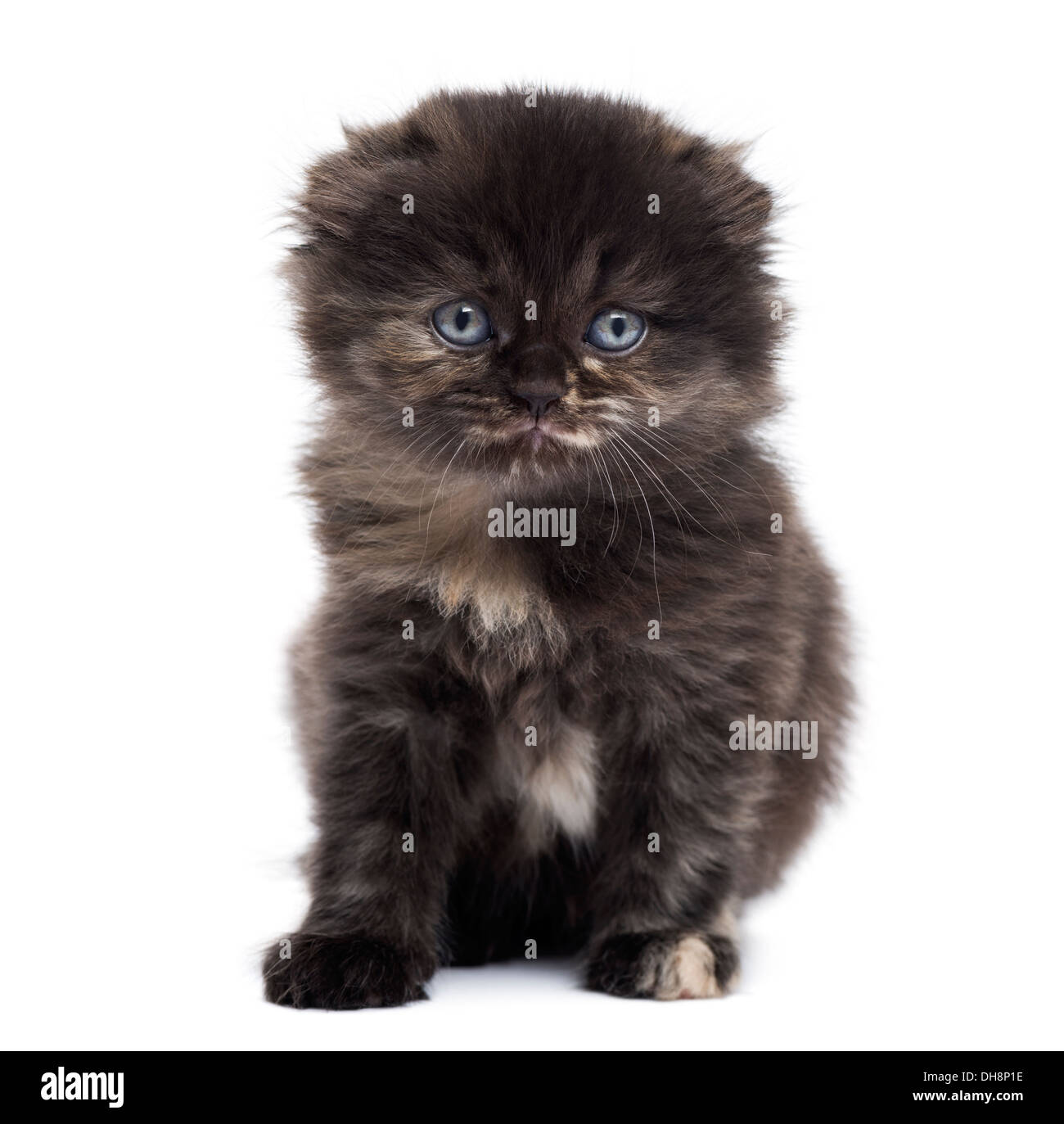 Highland fold kitten sitting against white background Stock Photo - Alamy