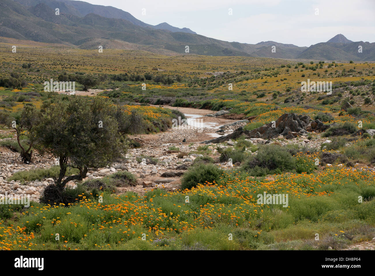 Nuwerus is a small town next to the N7 that goes up the West Coast into ...