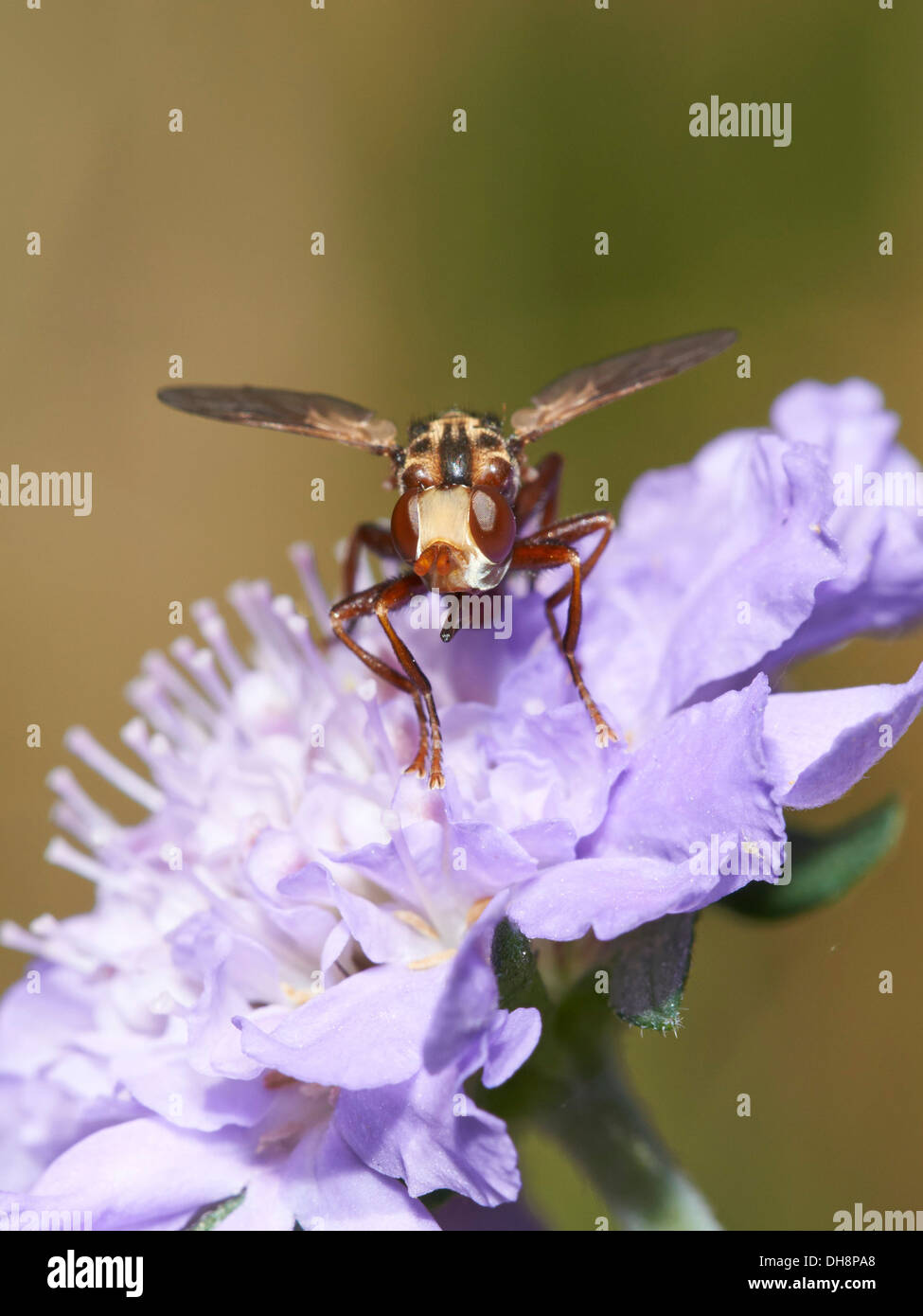 Fat fly hi-res stock photography and images - Alamy